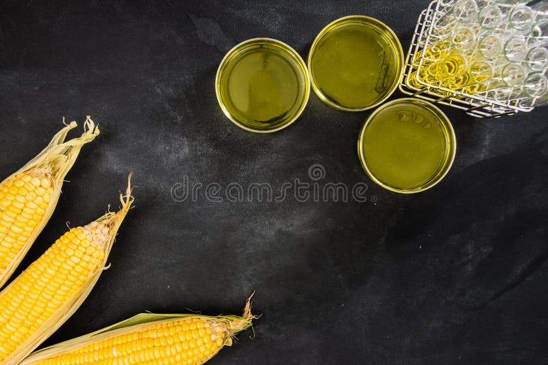 Research on Fresh Sweet Corn Genetically Modified Stock Photo - Image ...