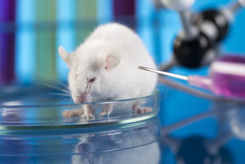 Scientist with Syringe and Guinea Pig in Chemical Laboratory, Closeup ...
