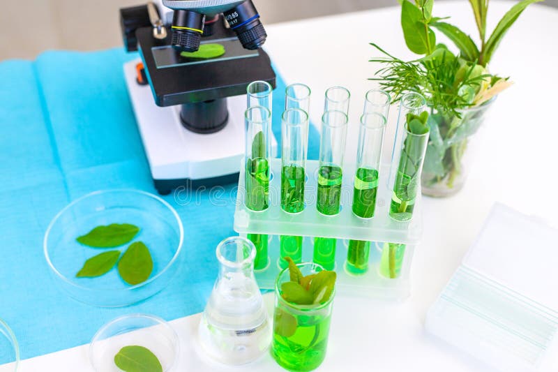 Research of Plants in the Laboratory. Selective Focus Stock Photo ...