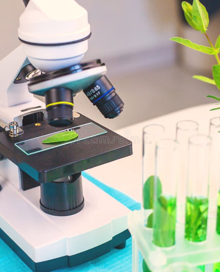 Research of Plants in the Laboratory. Selective Focus Stock Photo - Image of microscope ...