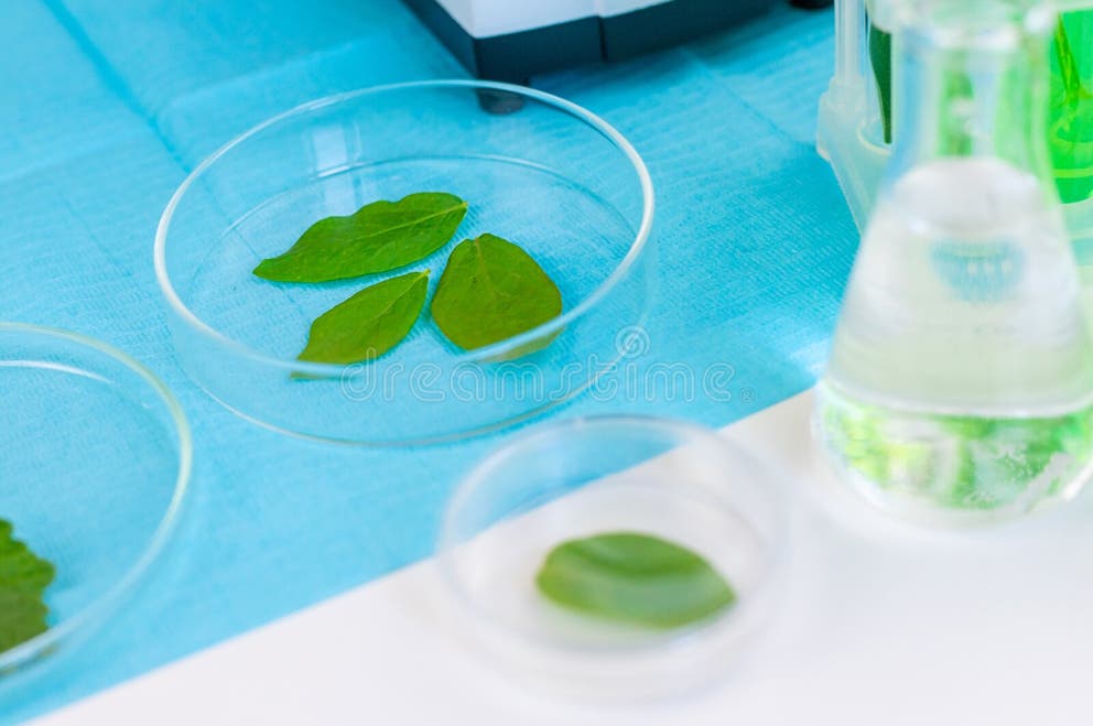Research of Plants in the Laboratory. Selective Focus Stock Image ...