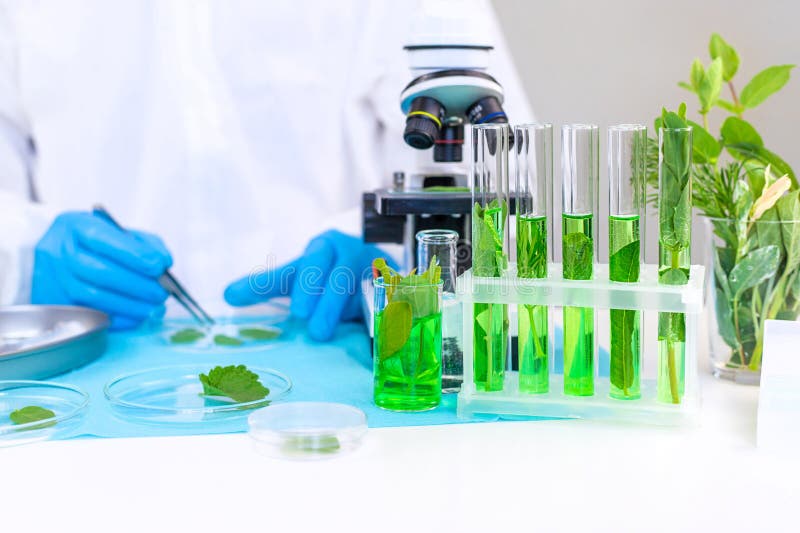 Research of Plants in the Laboratory. Selective Focus Stock Photo ...