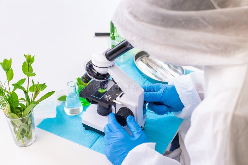 Research of Plants in the Laboratory. Selective Focus Stock Image ...