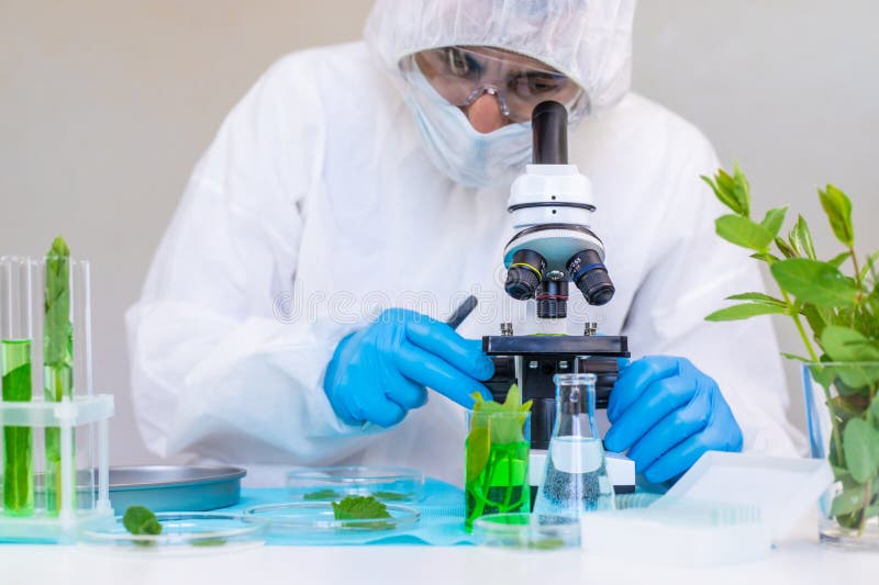 Research of Plants in the Laboratory. Selective Focus Stock Photo ...