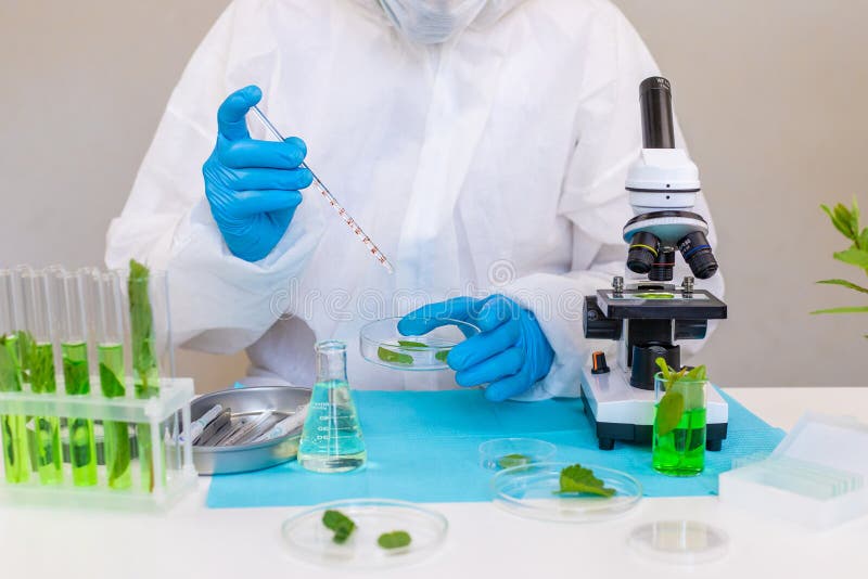 Research of Plants in the Laboratory. Selective Focus Stock Photo ...