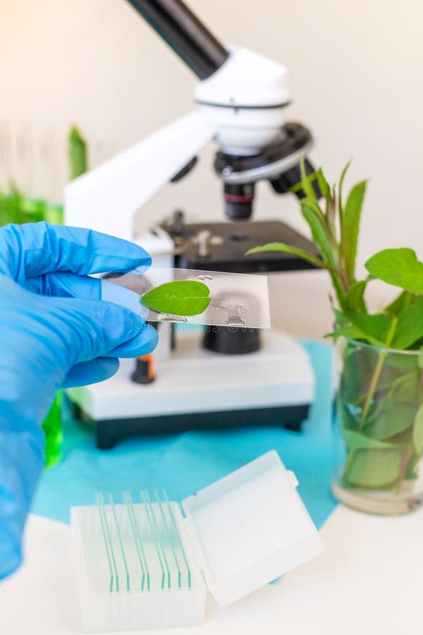 Research of Plants in the Laboratory. Selective Focus Stock Image ...