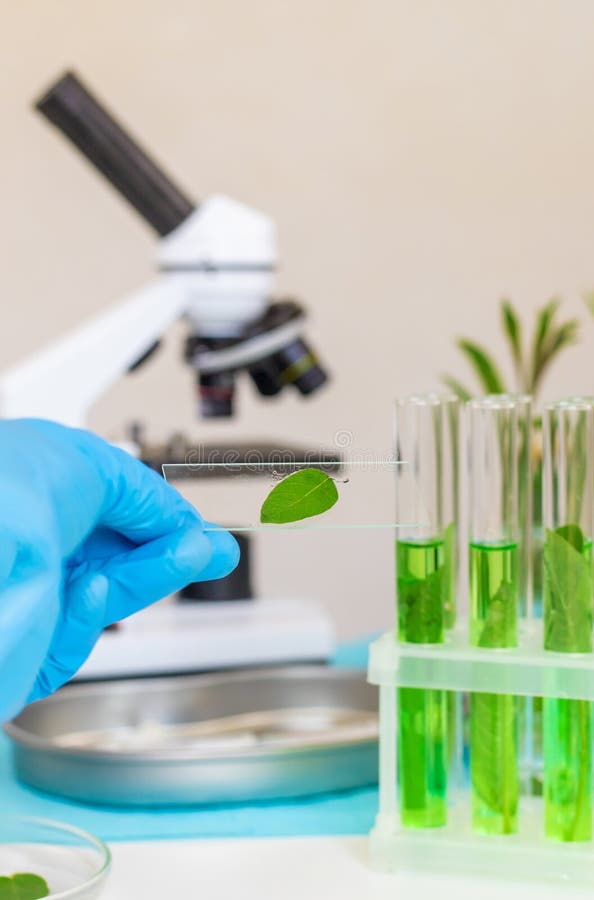 Research of Plants in the Laboratory. Selective Focus Stock Image ...
