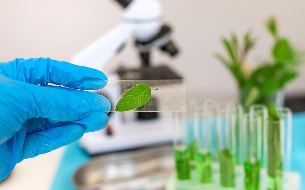 Research of Plants in the Laboratory. Selective Focus Stock Image ...