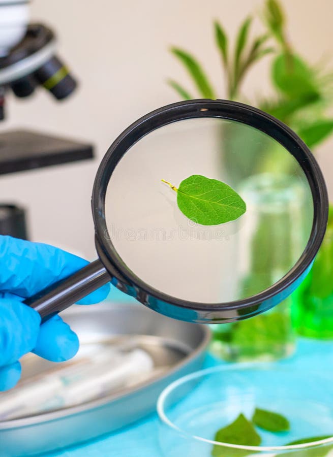 Research of Plants in the Laboratory. Selective Focus Stock Photo ...