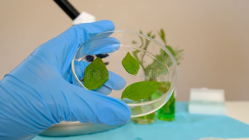 Research of Plants in the Laboratory. Selective Focus Stock Video ...