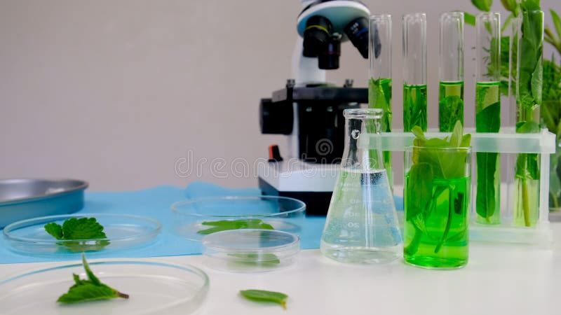 Research of Plants in the Laboratory. Selective Focus Stock Video ...