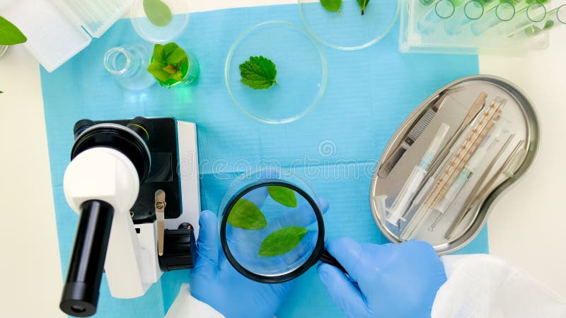 Research of Plants in the Laboratory. Selective Focus Stock Video ...