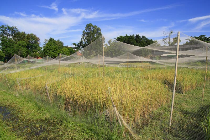 Research rice in net stock photo. Image of cloud, farm - 34718724