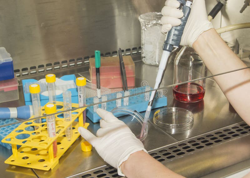 Cell Cultures Held By Laboratory Technician Stock Photo - Image of ...