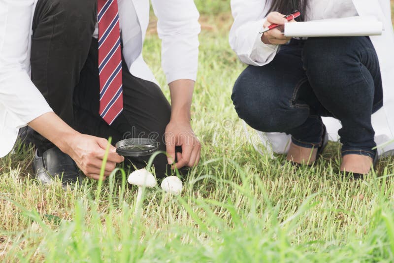 Research study nature stock photo. Image of fungi, mushrooms - 100566630
