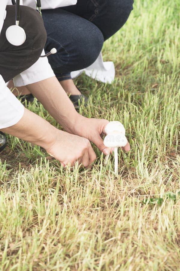 Research study nature stock image. Image of moss, mushrooms - 100566311