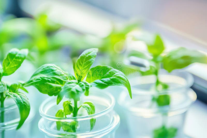 Scientists Conduct Genetic Modification Research in a Modern ...