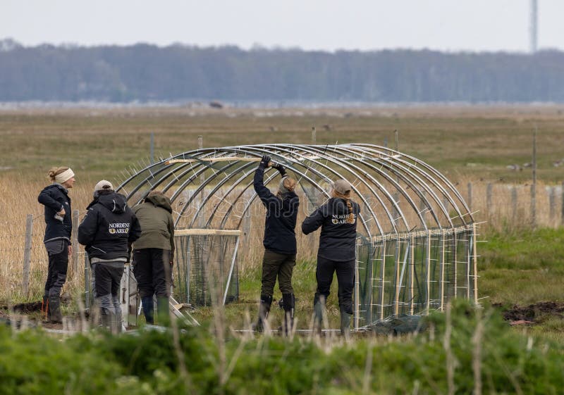 Research Work on Oland Sweden Editorial Stock Photo - Image of marsh ...