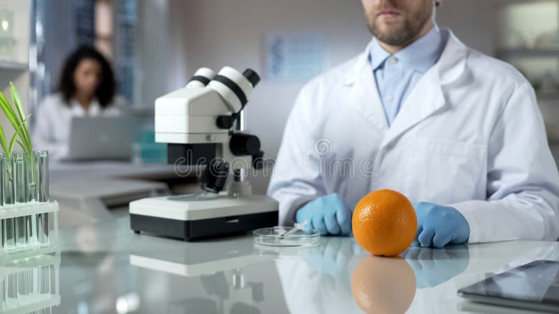 Researcher Analyzing Orange Sample in Laboratory, Genetically Modified ...