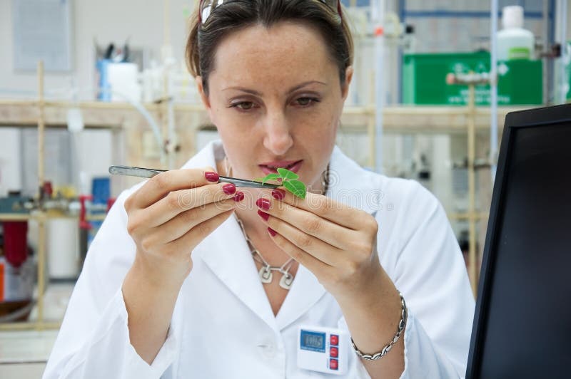 Scientist Researching a Green Plant Stock Photo - Image of chemical ...