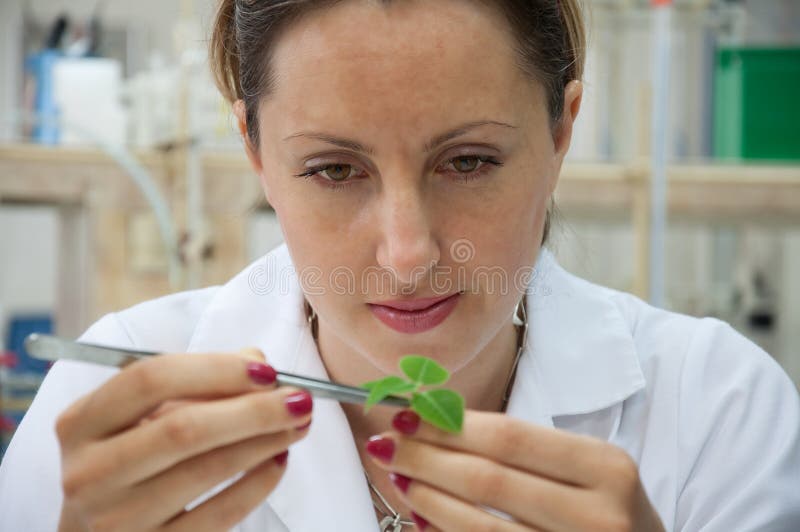 Scientist Researching a Green Plant Stock Photo - Image of chemical ...