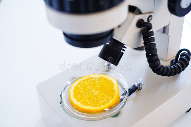 Orange Fruit Sample Quality Control in Laboratory Microscope Analysis ...