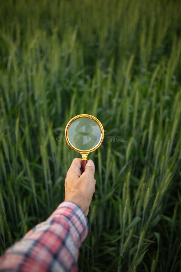 Researchers Carry Magnifying Glasses Over Barley Plants To Look for ...
