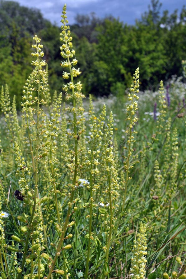 Reseda Lutea As a Weed Growing in the Field Stock Photo - Image of ...