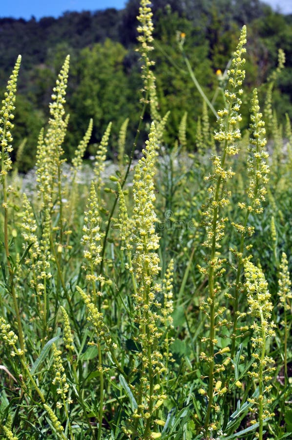 Reseda Lutea As a Weed Growing in the Field Stock Photo - Image of ...