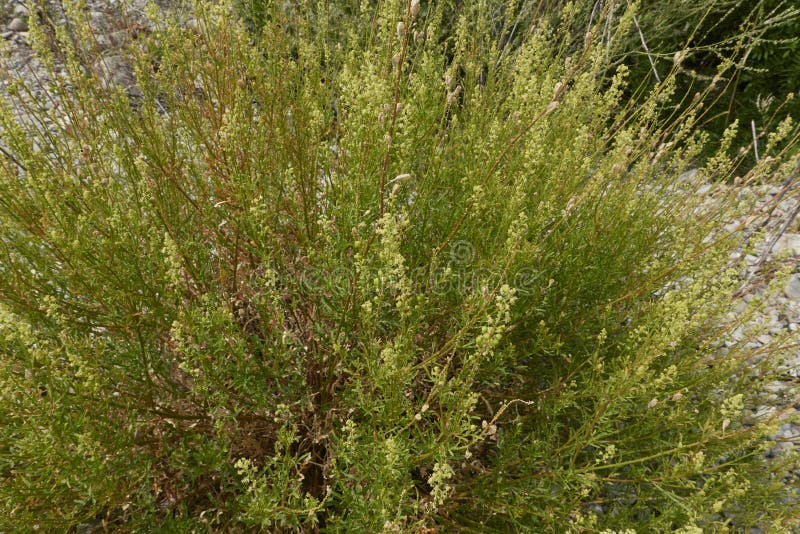Reseda Lutea Plant in Bloom Stock Image - Image of natural, growth ...