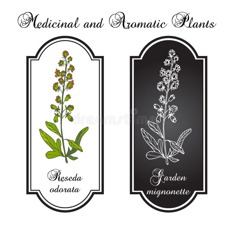 Reseda Mignonette Aromatic Medicinal Plant Stock Illustrations – 6 ...