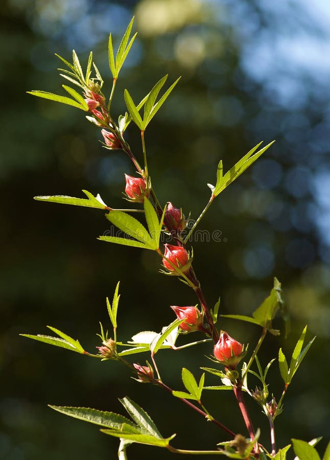 Reselle, red sorrel stock photo. Image of diagonal, sorrel - 15787088