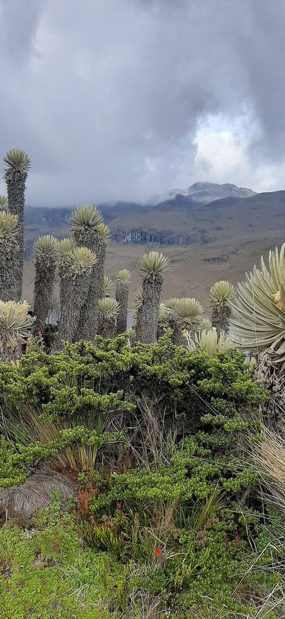 Reserva natural colombia stock image. Image of terrain - 261389925