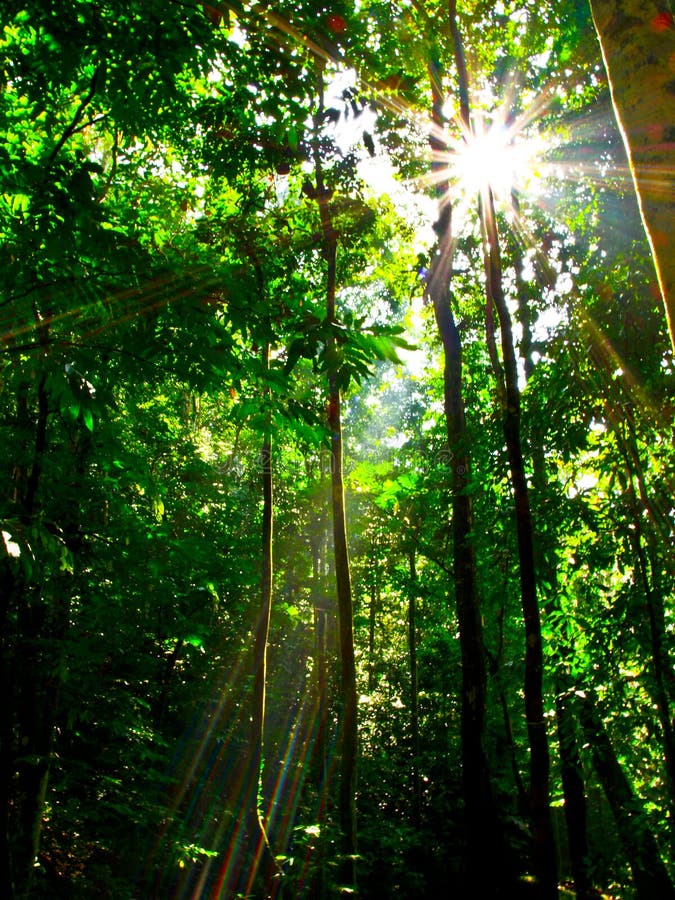 Reserve Forest Frim Malaysia Stock Photo - Image of morning, forester ...