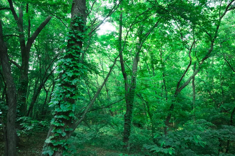 Reserved Forest in Gyeonggi-do South Korea Stock Image - Image of ...