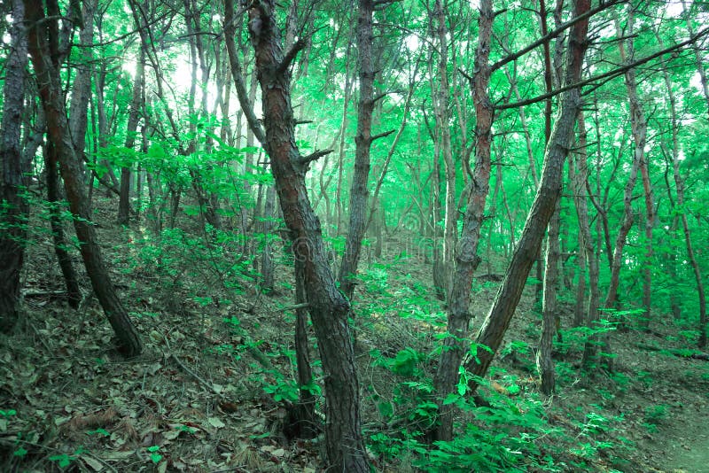 Reserved Forest in Gyeonggi-do South Korea Stock Image - Image of ...