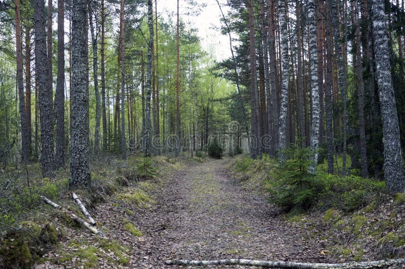Reserved Forest. Spring. April Stock Photo - Image of summer, grass ...
