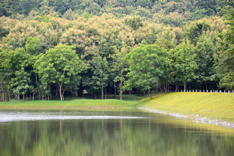 Reservoir forest stock photo. Image of rainforest, lake - 43411942