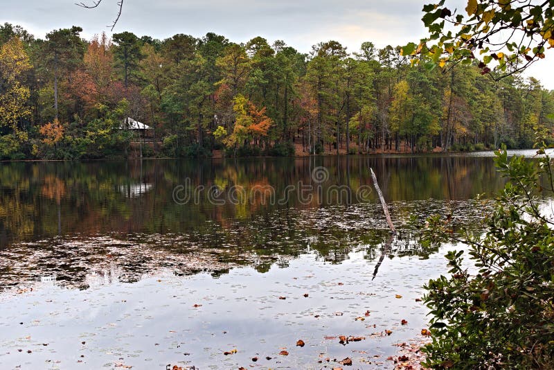 Reservoir Pond with Tree Reflections and Leaves in the Water Stock Photo - Image of pretty ...