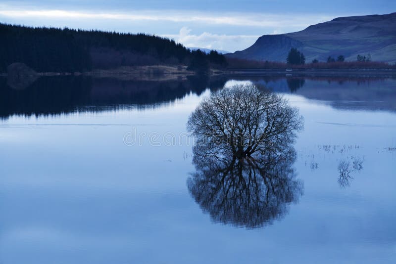 Reservoir tree stock photo. Image of evening, branch - 10810150