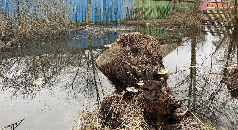 In Spring, an Urban Lake Polluted with Plastic Waste Stock Photo ...