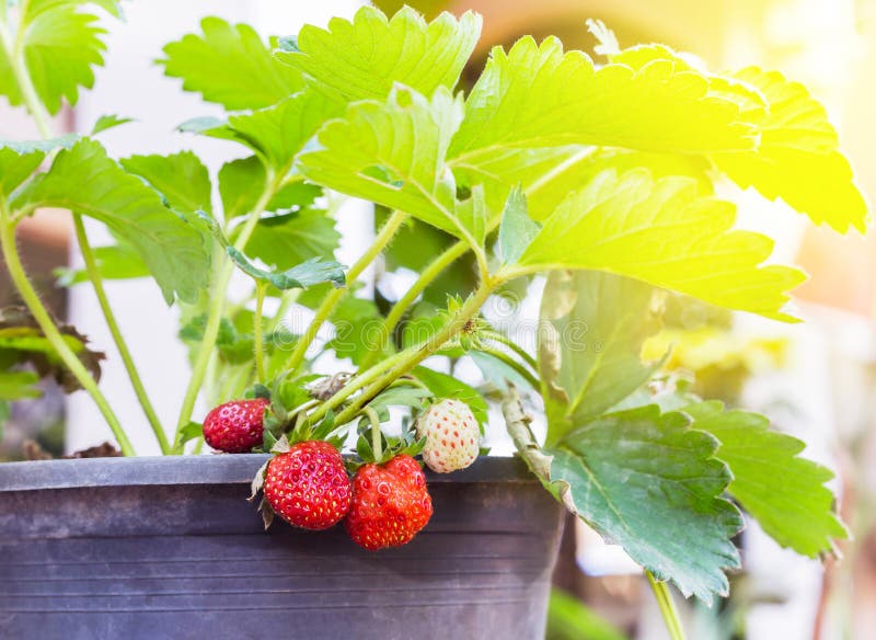 Resh Ripe Young Strawberries on Tree Stock Photo - Image of plant ...