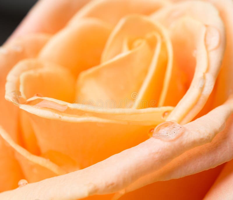 Resh rose stock image. Image of leaves, stem, flower - 66794323