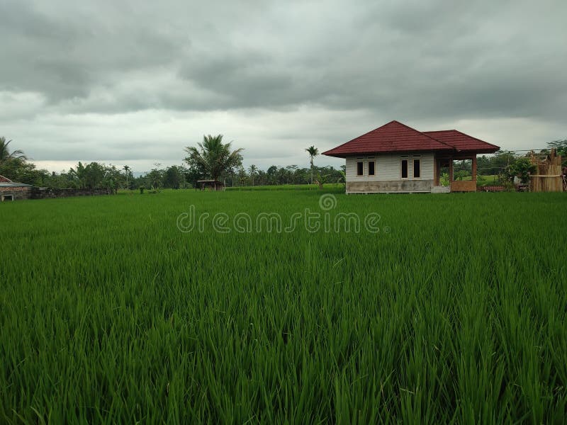 A Resident S House in the Middle of a Rice Field, in Tasikmalaya, West ...
