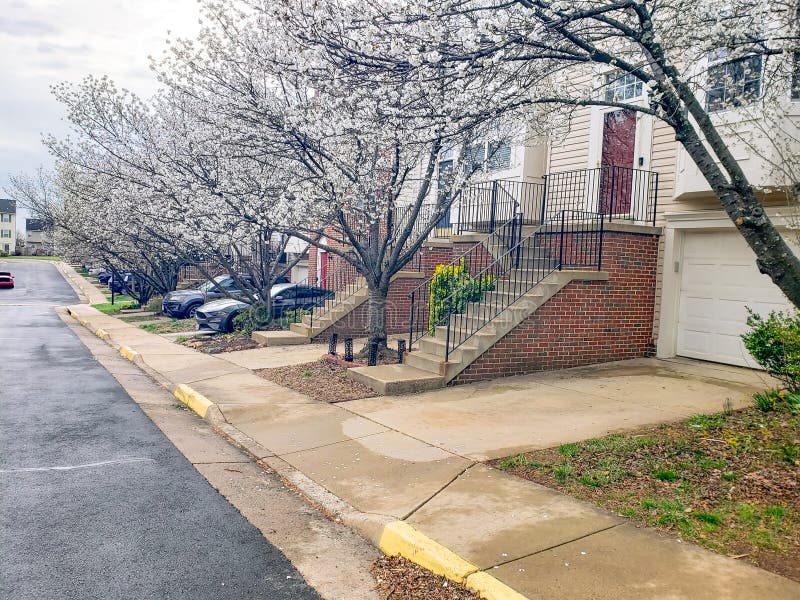 Residential Area in Virginia and Apple Trees in Bloom Along the ...