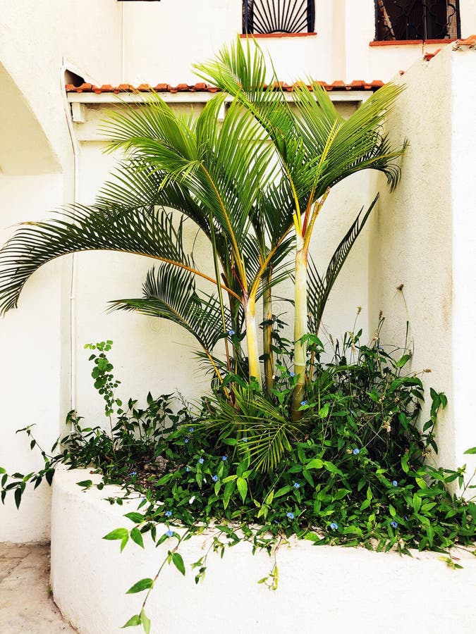 Residential Building with Palm Trees in Front Stock Photo - Image of ...