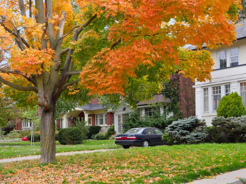 Residential District with Mature Trees Stock Photo - Image of lawn ...