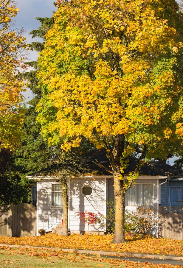 Family House and Colorful Tree in the Fall Stock Photo - Image of grass ...