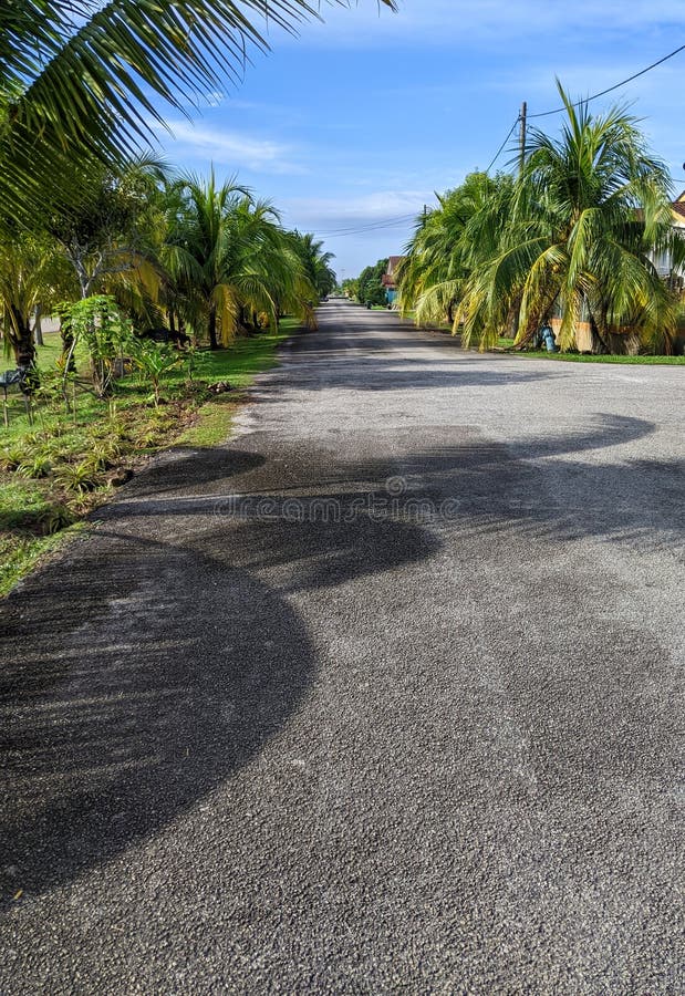A Residential Park Road with Coconut Trees Stock Image - Image of plant ...
