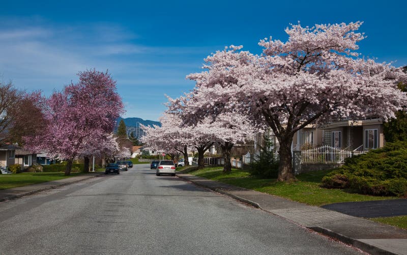 Residential Street stock photo. Image of lawn, residential - 13517228
